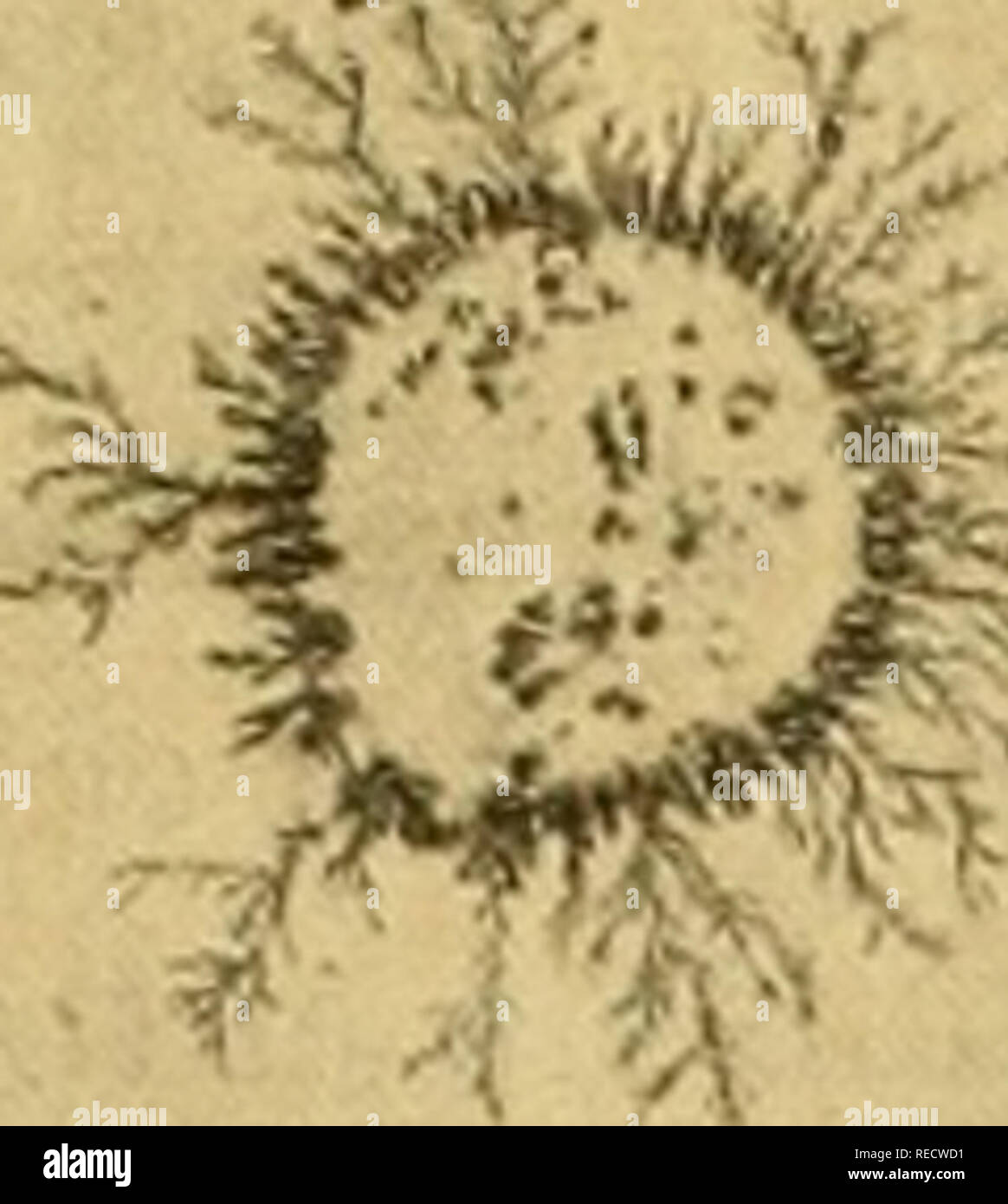 Feuille plane hi-res stock photography and images - Alamy