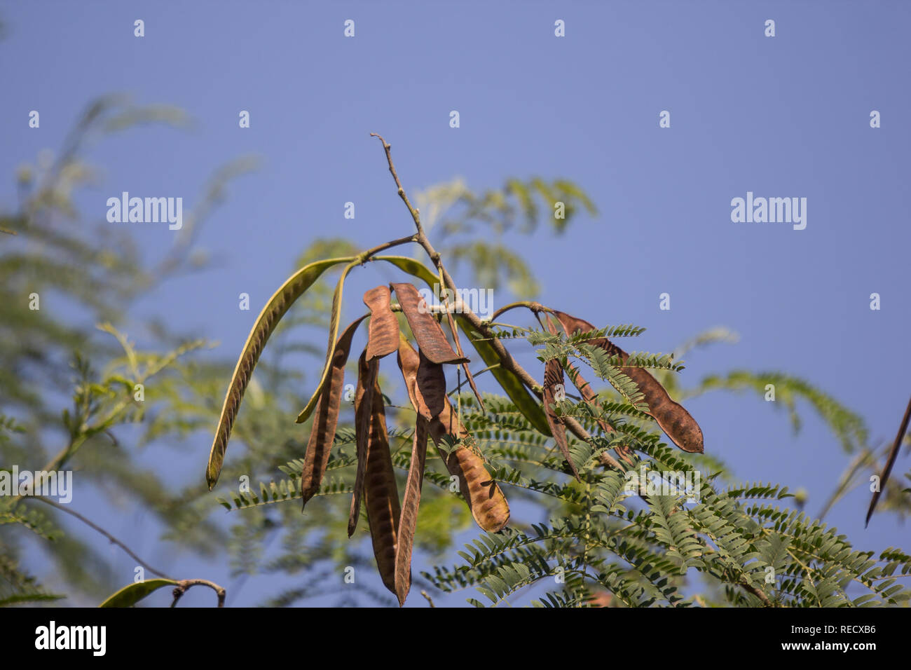 Green Seed of Flamboyant flower Stock Photo - Alamy
