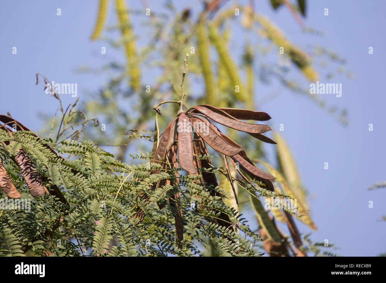 Green Seed of Flamboyant flower Stock Photo - Alamy