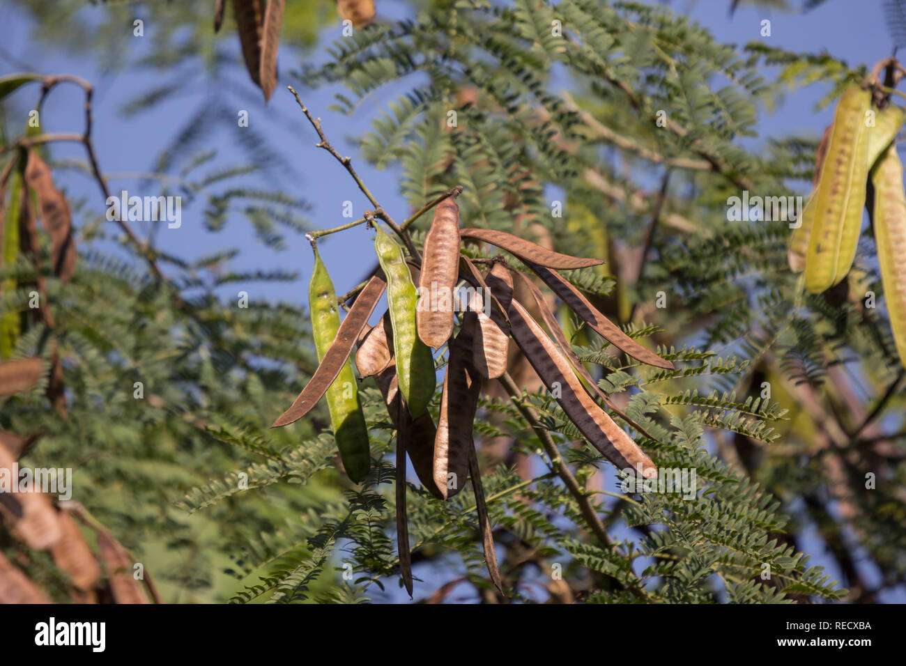 Green Seed of Flamboyant flower Stock Photo - Alamy