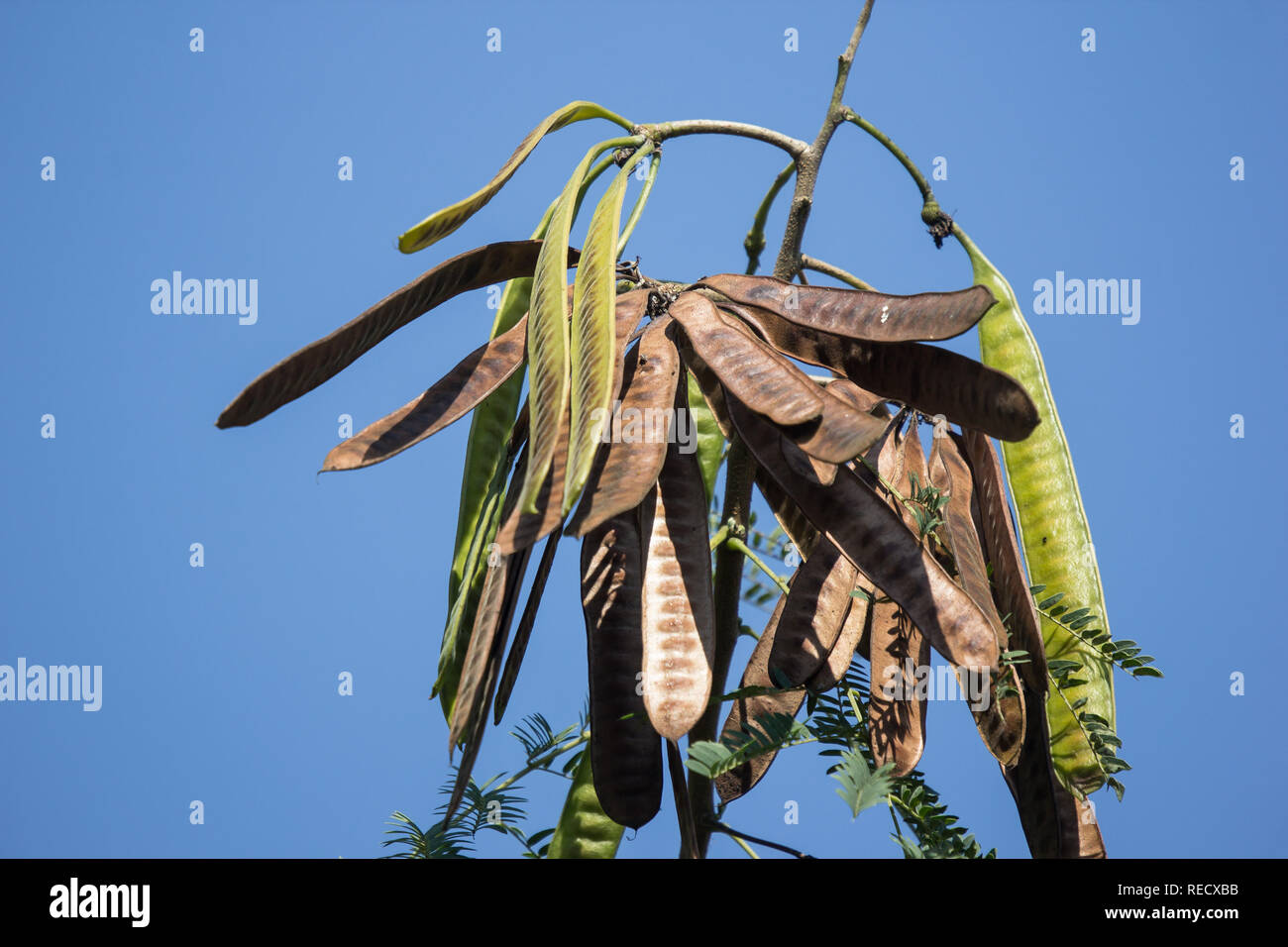 Green Seed of Flamboyant flower Stock Photo - Alamy