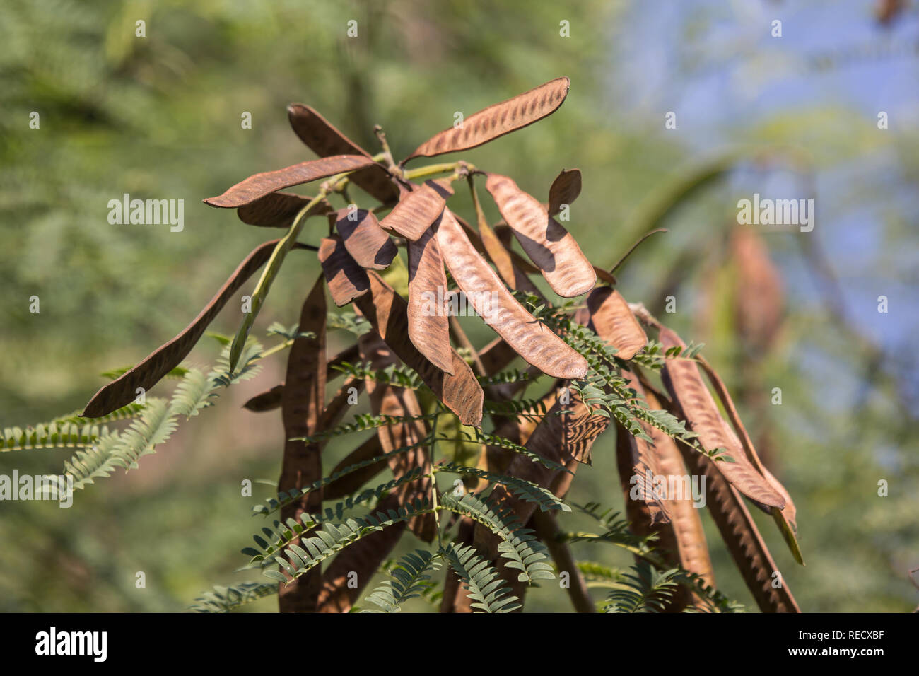 Green Seed of Flamboyant flower Stock Photo - Alamy