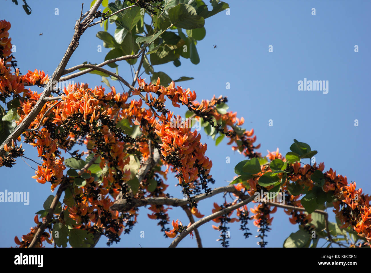 Orange flower or Butea monosperma flower in blue sky background Stock ...
