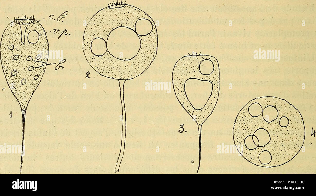 Cellule biologie hi-res stock photography and images - Alamy