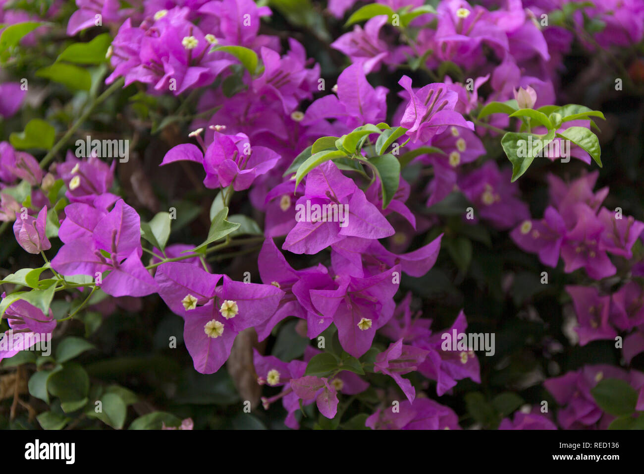 Purple magenta flowers hi-res stock photography and images - Alamy