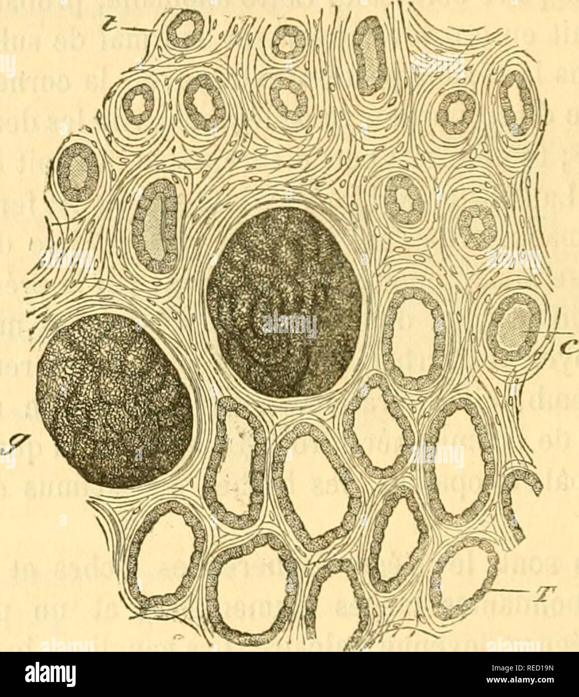 . Comptes rendus des sÃ©ances de la SociÃ©tÃ© de biologie et de ses ...