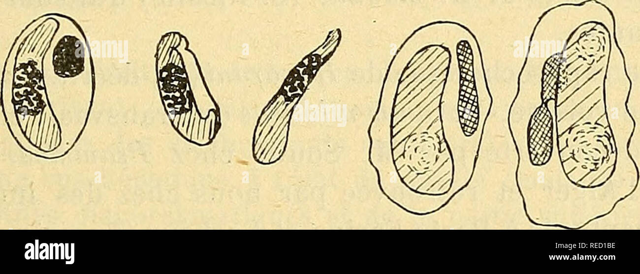 Globules rouges hi-res stock photography and images - Alamy