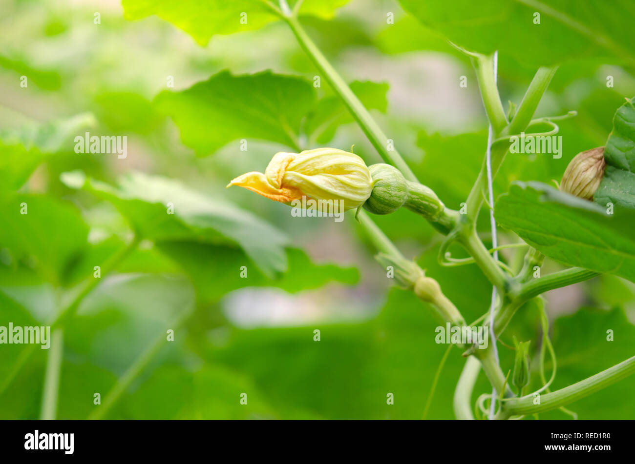Butternut squash blossom growing in the green garden Stock Photo - Alamy