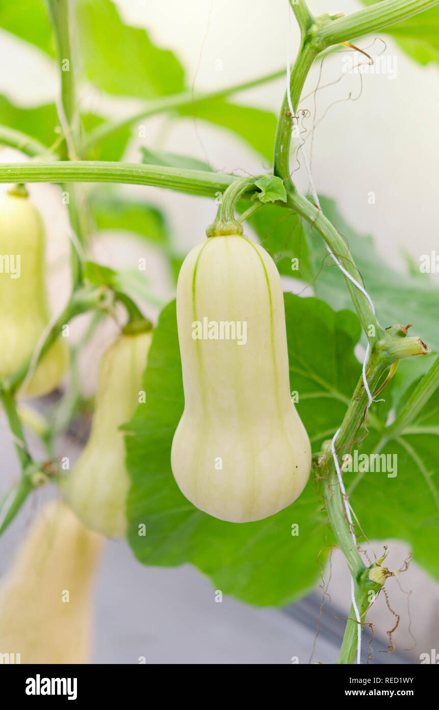Butternut Squash Growing On Plant High Resolution Stock Photography and ...