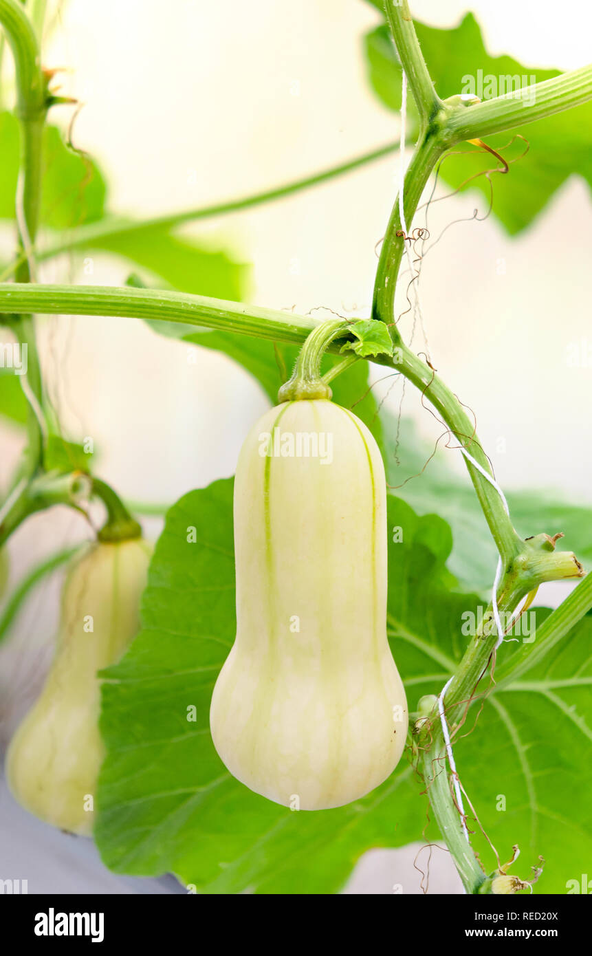 Butternut Squash Growing On Plant High Resolution Stock Photography and ...