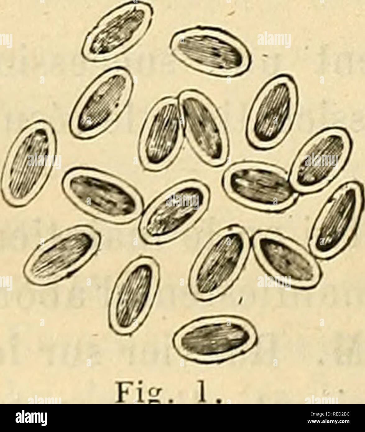 Globules Rouges High Resolution Stock Photography and Images - Alamy