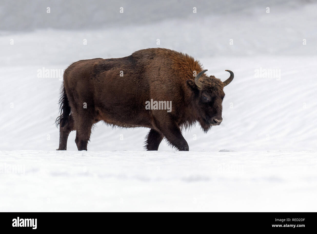 European bison (Bison bonasus) in natural habitat in winter Stock Photo ...