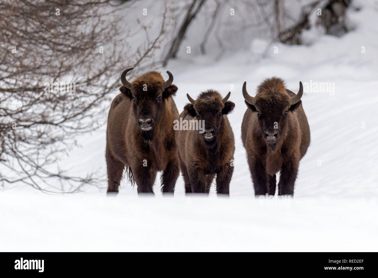 European bison (Bison bonasus) in natural habitat in winter Stock Photo ...