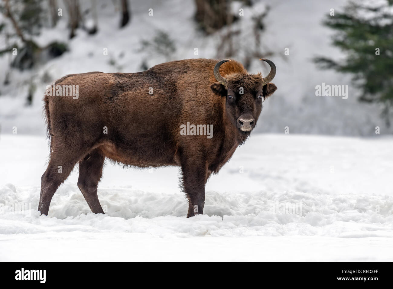 European bison (Bison bonasus) in natural habitat in winter Stock Photo ...