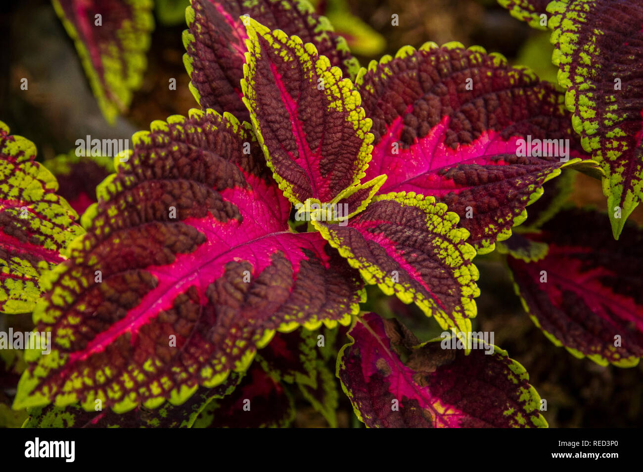 Beautiful dark red coleus leaves hi-res stock photography and images ...