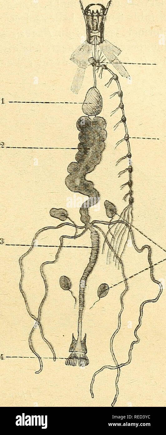 Phausis hi-res stock photography and images - Alamy