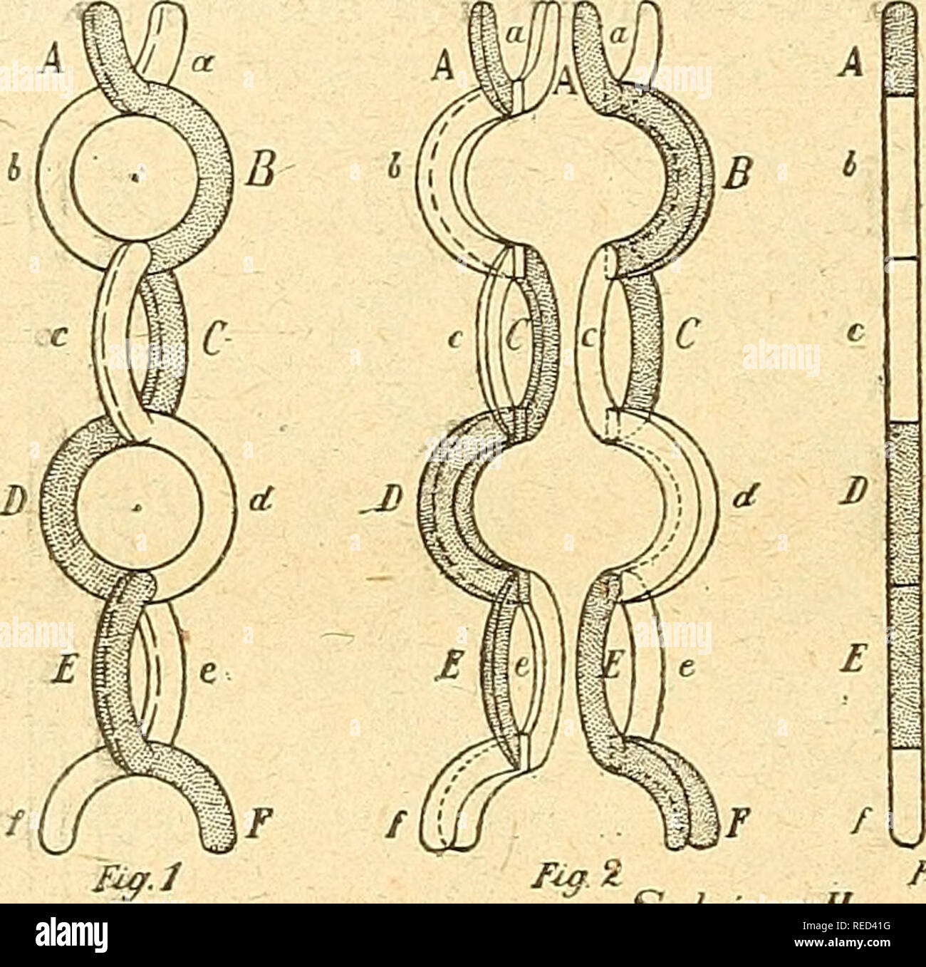 Clivage hi-res stock photography and images - Alamy