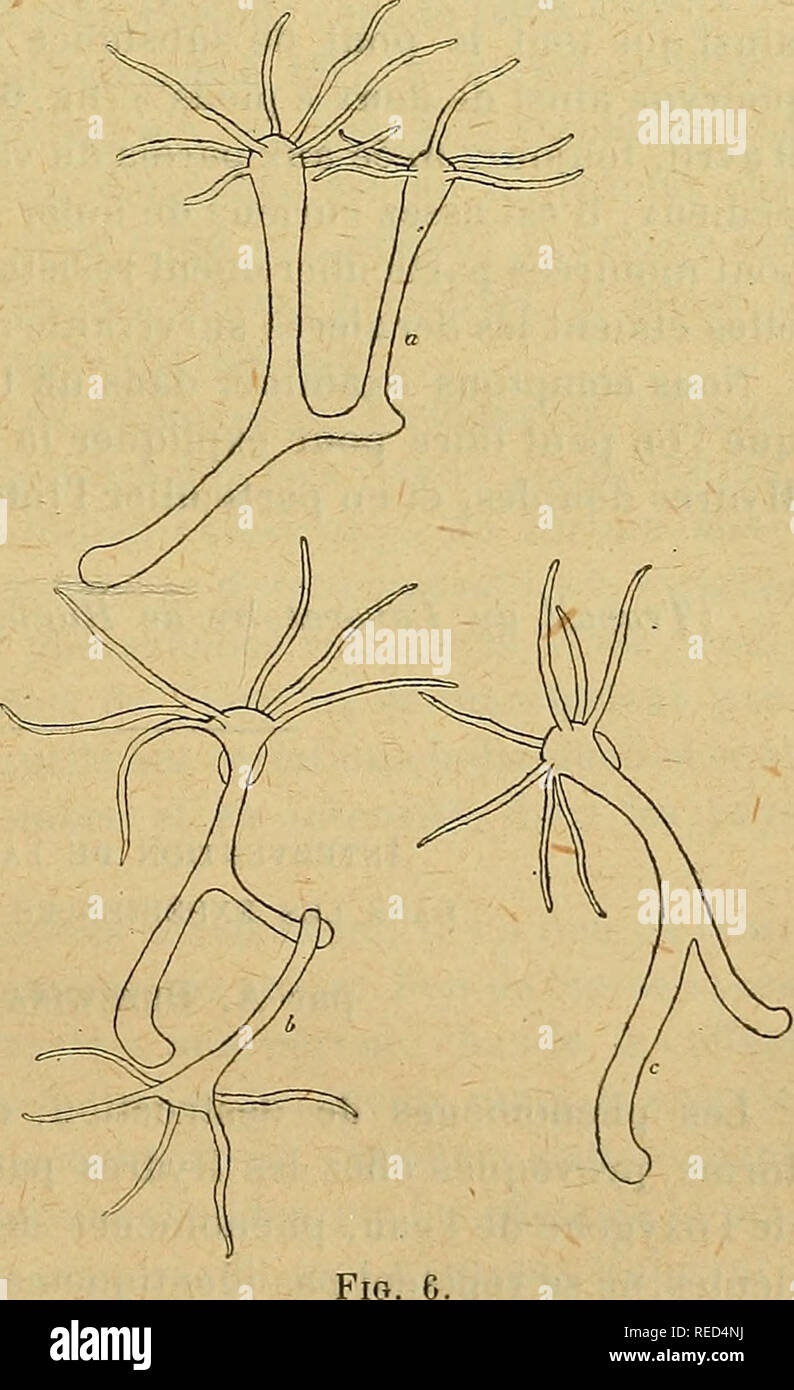 Hydre hi-res stock photography and images - Alamy