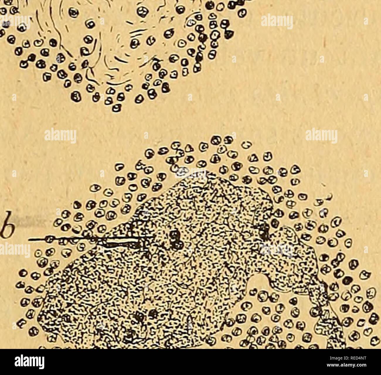 Corpuscule High Resolution Stock Photography and Images - Alamy