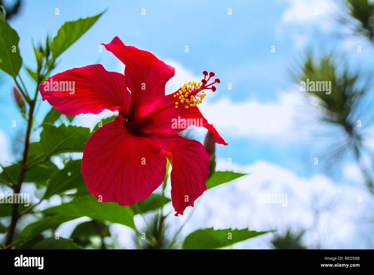 Wide flower varieties hi-res stock photography and images - Alamy