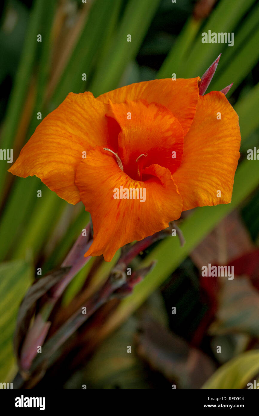 Canna indica perennial flower hi-res stock photography and images - Alamy
