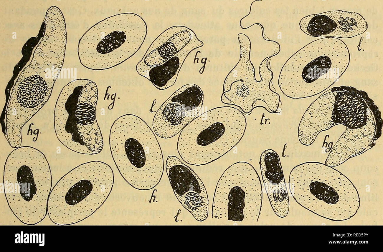 Des parasites intestinaux hi-res stock photography and images - Alamy