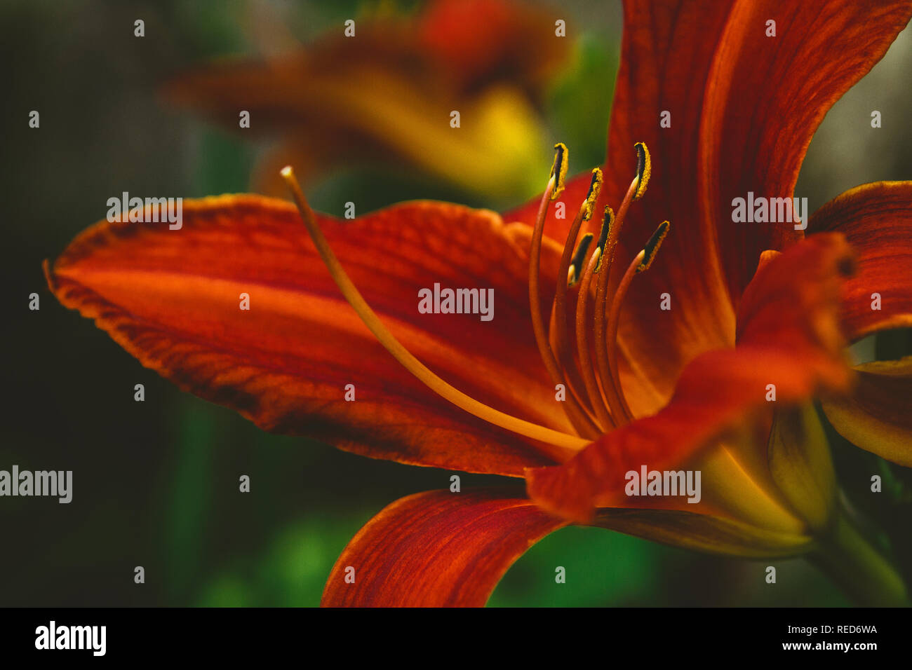 Red tiger lily flower closeup Stock Photo - Alamy