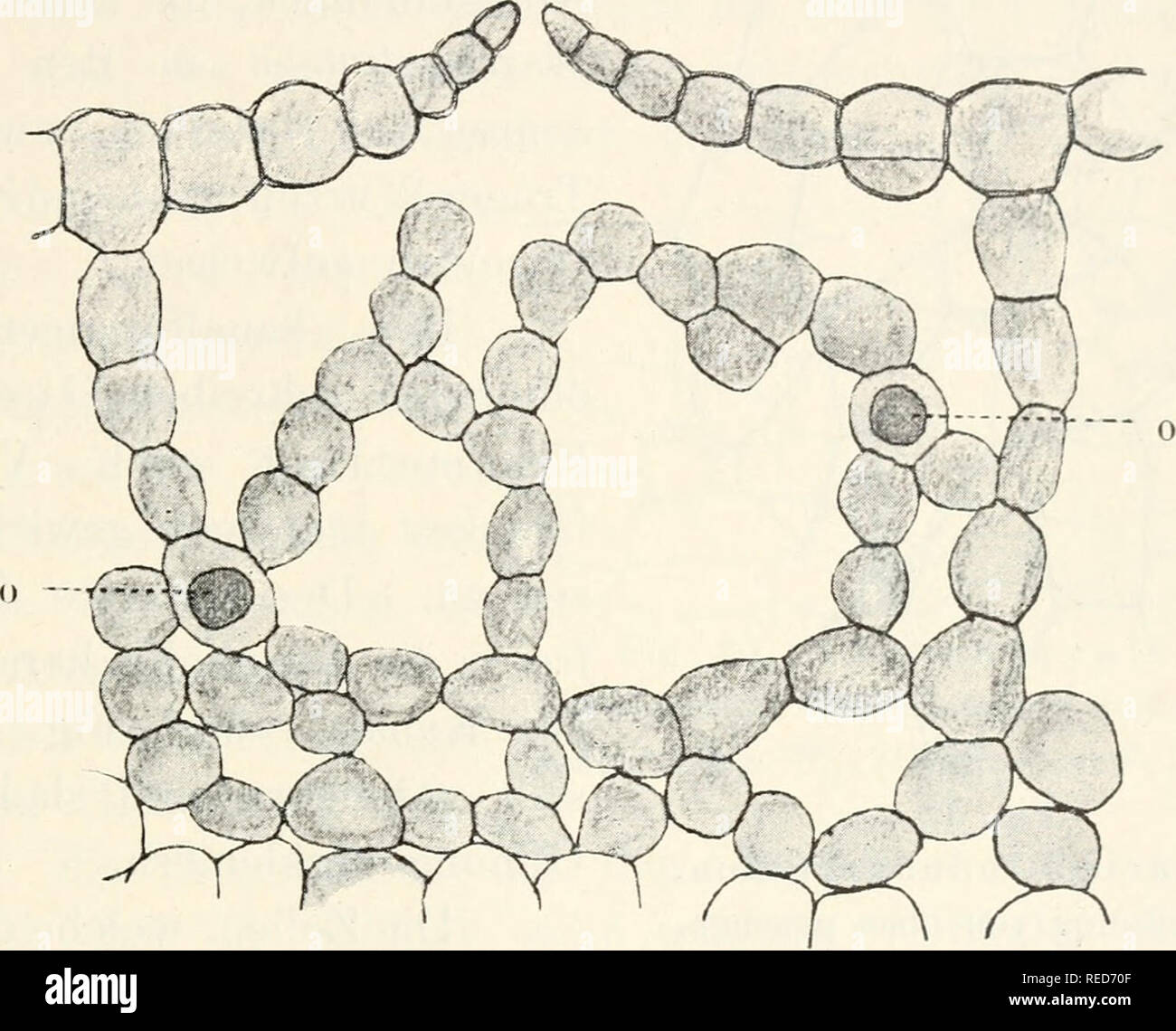 Hydrophyten hi-res stock photography and images - Alamy