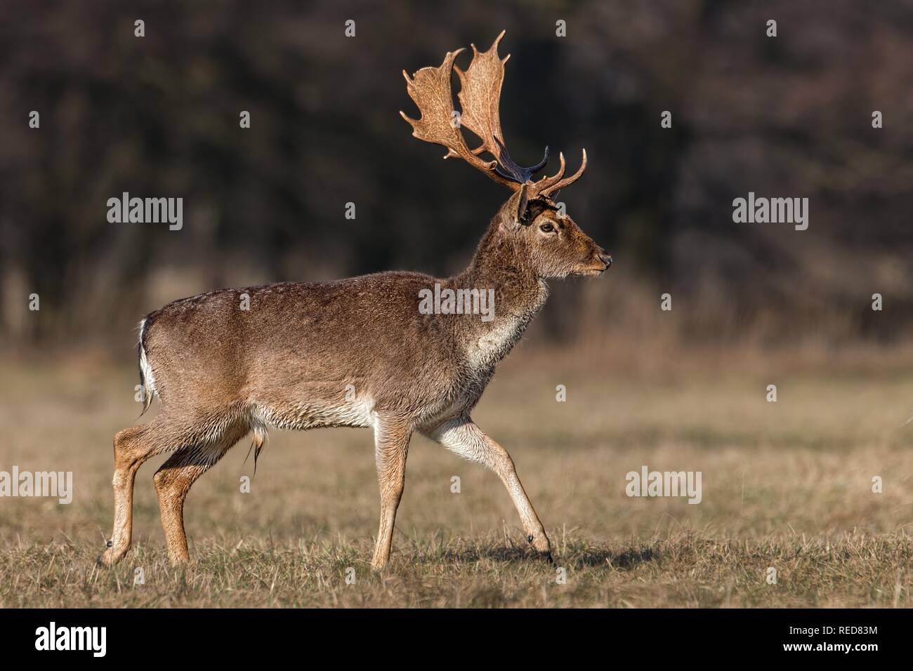 Black fallow deer hi-res stock photography and images - Alamy