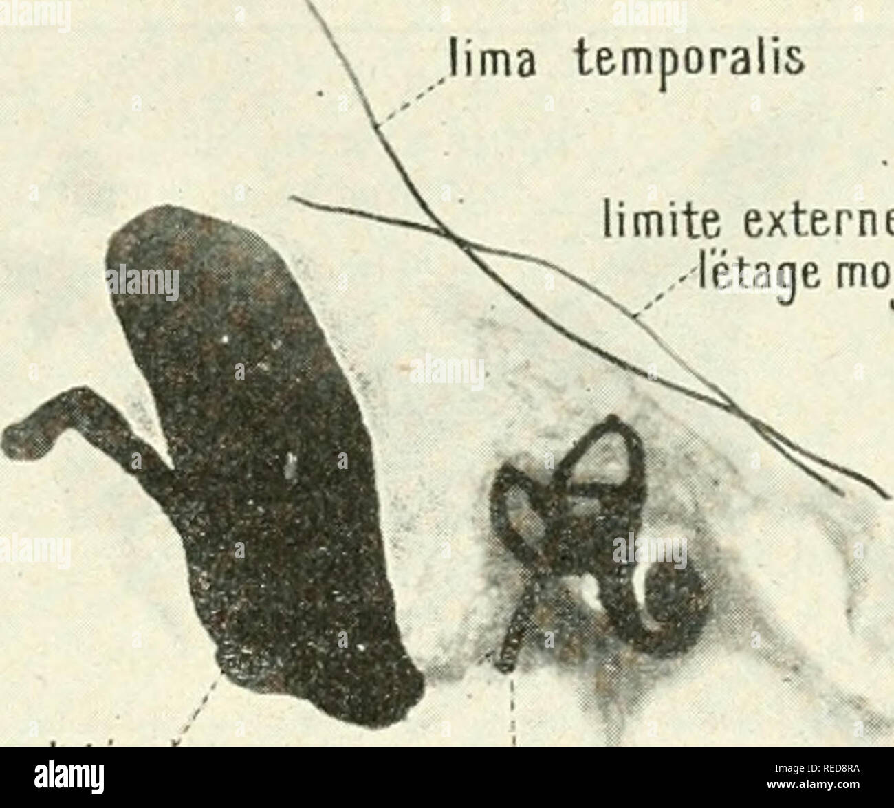 Anatomie oreille hi-res stock photography and images - Alamy