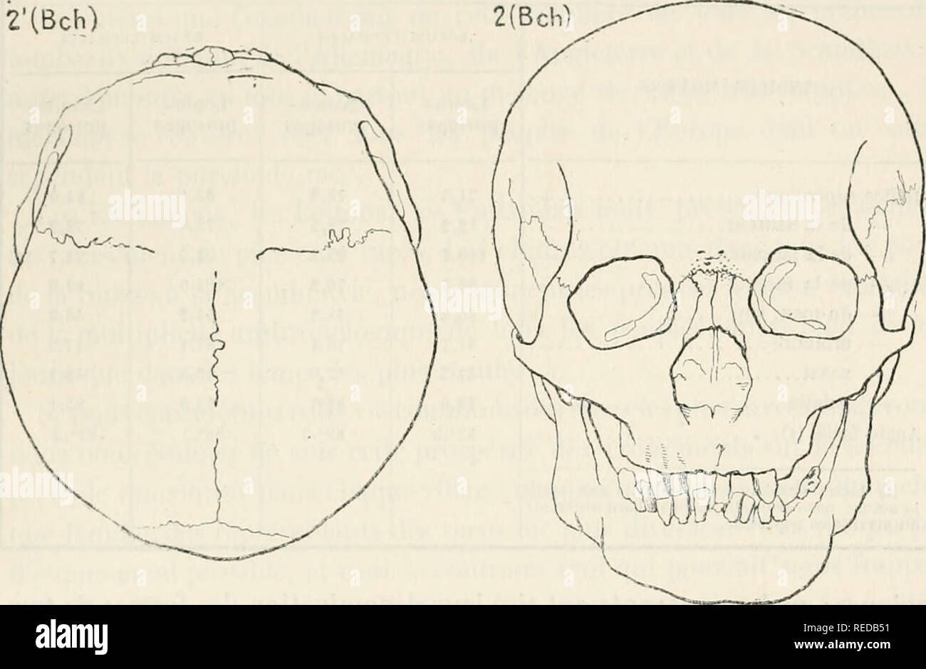 Facial dimensions hi-res stock photography and images - Alamy