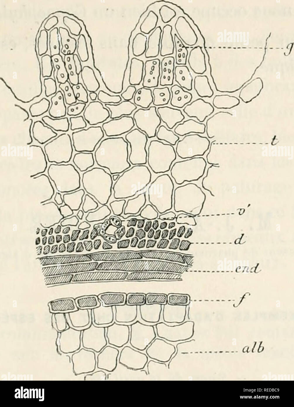 Coupes de fruits hi-res stock photography and images - Alamy