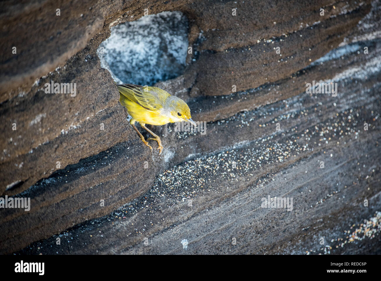 The beautiful and cute yellow warbler in Galapagos Stock Photo - Alamy