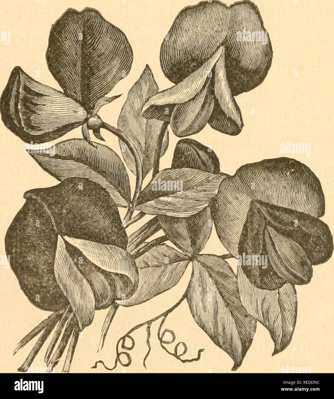 . A comprehensive guide to floriculture and calendar of monthly ...