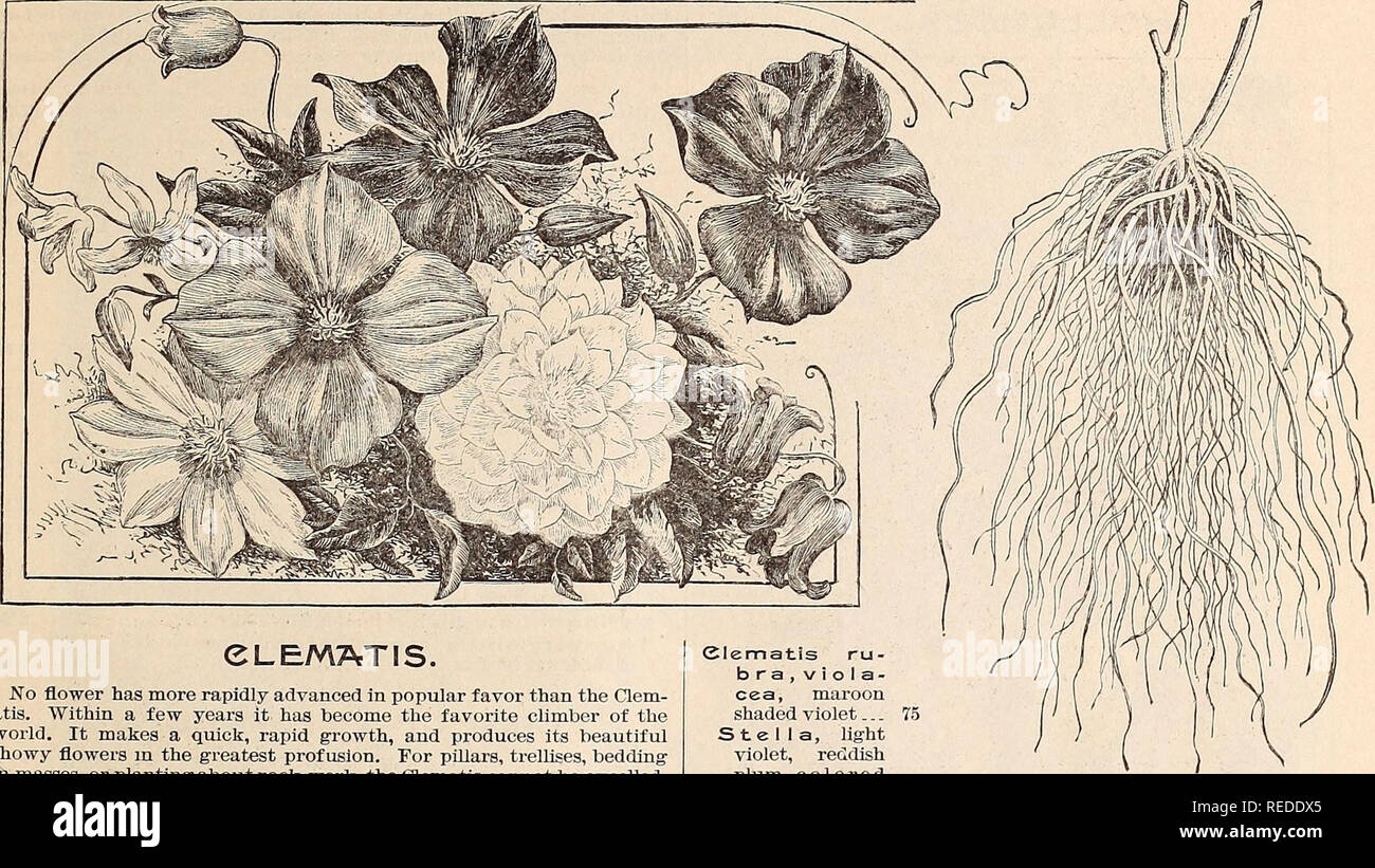 Atis fruit hi-res stock photography and images - Alamy