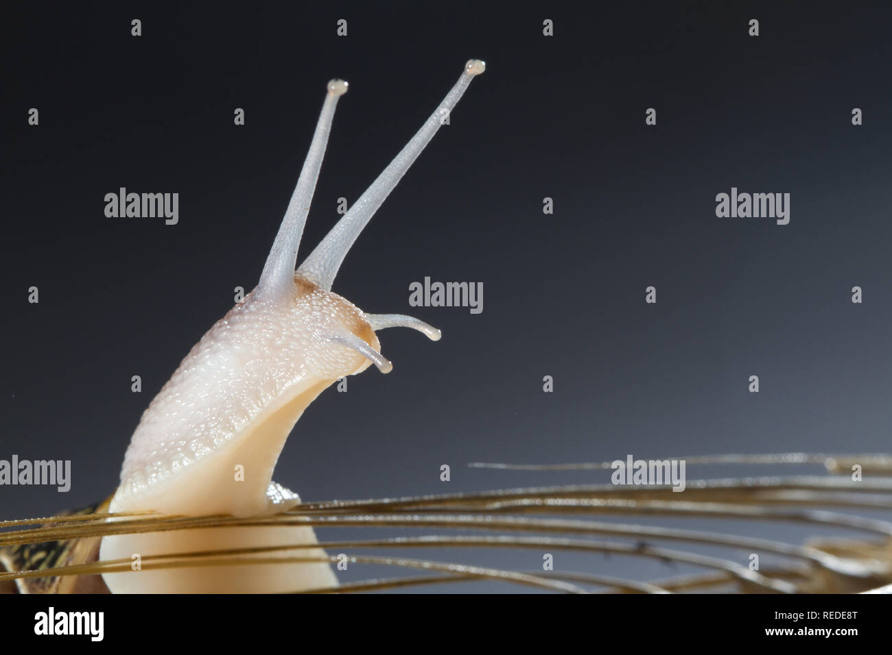 Natural one sea snail hi-res stock photography and images - Alamy