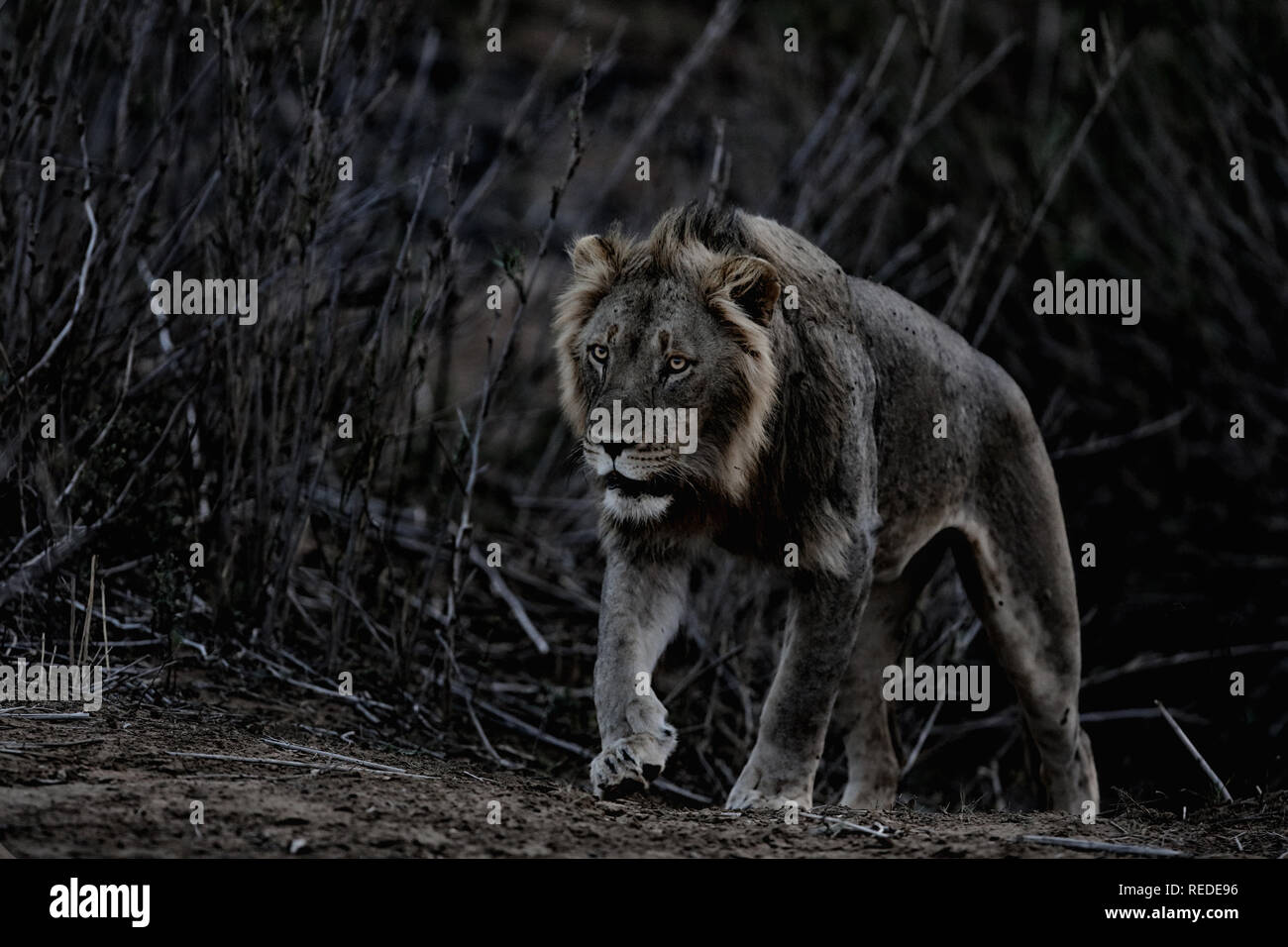A lion walks through the bush at dusk Stock Photo - Alamy