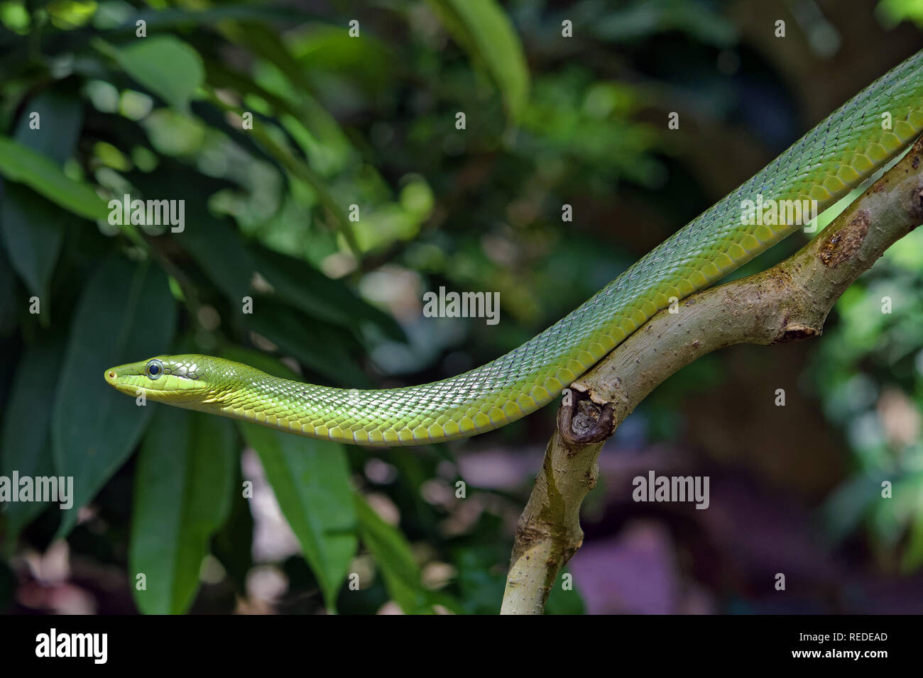 Red tailed green rat snake hi-res stock photography and images - Alamy