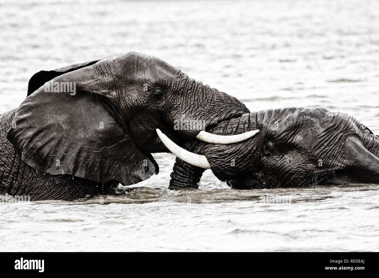 Two baby elephants play in hi-res stock photography and images - Alamy