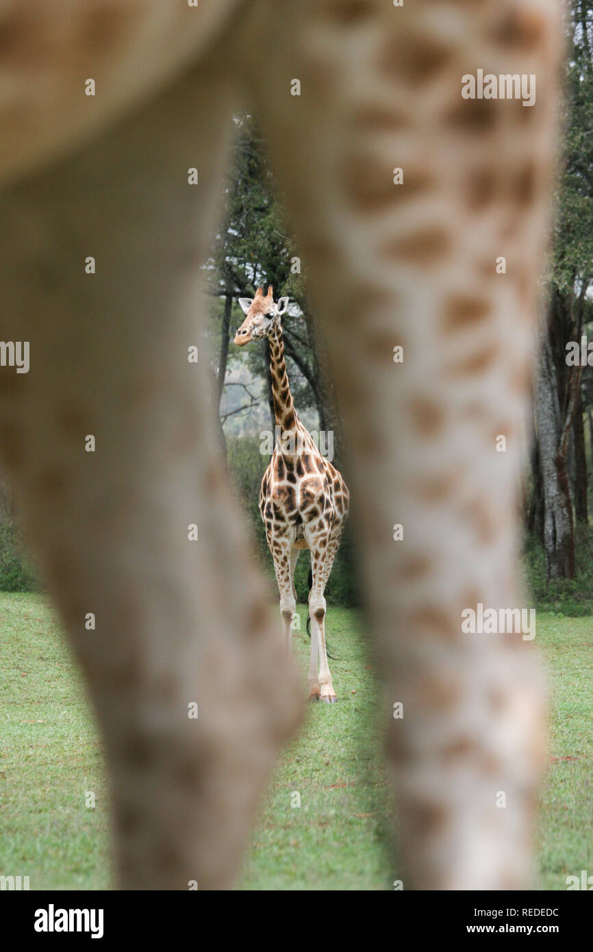 Images of giraffes shot in the African savannah Stock Photo - Alamy