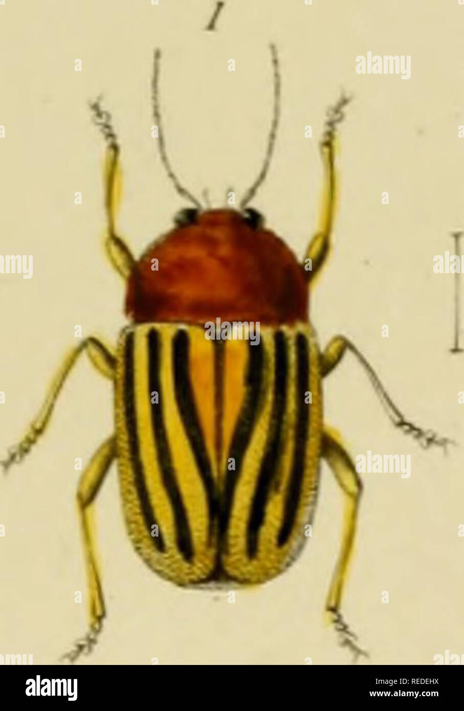 . The complete writings of Thomas Say on the entomology of North ...