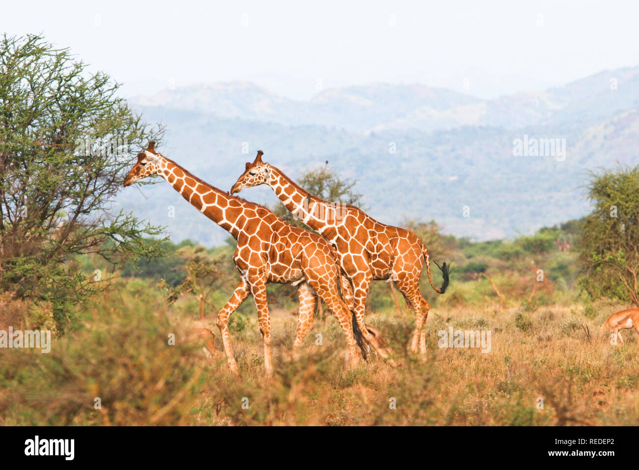 Images of giraffes shot in the African savannah Stock Photo - Alamy
