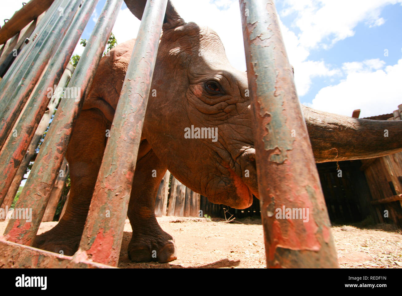 Nairobi national park black rhino hi-res stock photography and images ...