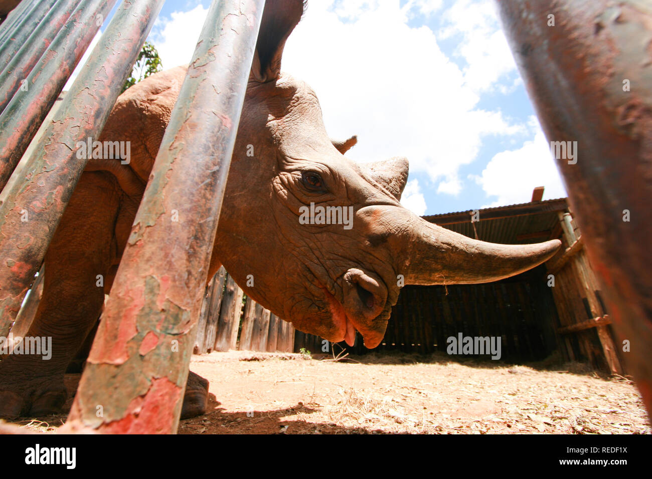 close up of a rhino behind a cage. The photograph was taken at the ...