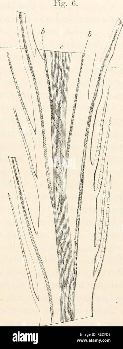 . Dr. L. Rabenhorst's Kryptogamen-Flora von Deutschland, Oesterreich ...