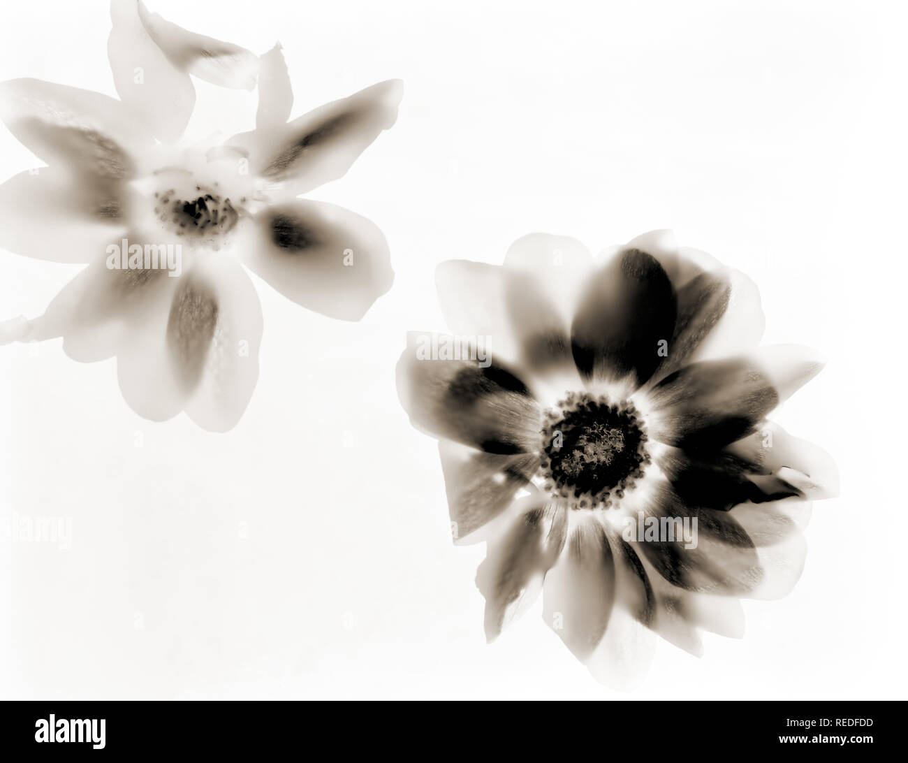 Sepia, Photogram of a series of images called Natural Forms Stock Photo ...
