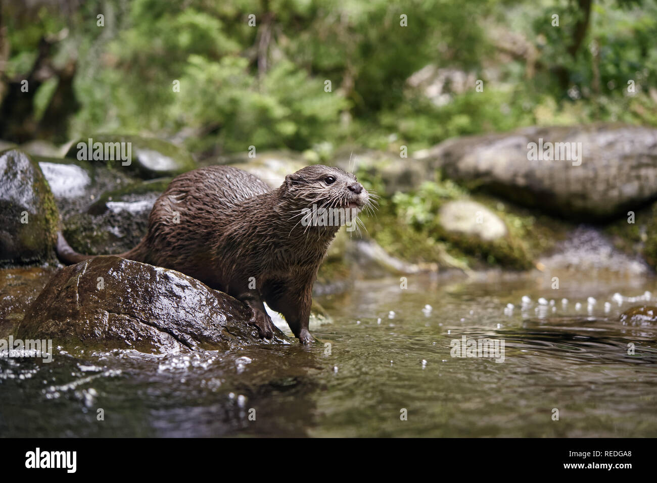 European otter - Lutra lutra Stock Photo - Alamy