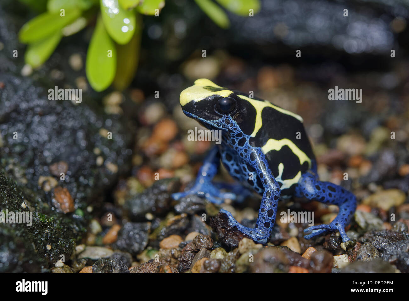 Dyeing poison dart frog - Dendrobates tinctorius Stock Photo - Alamy