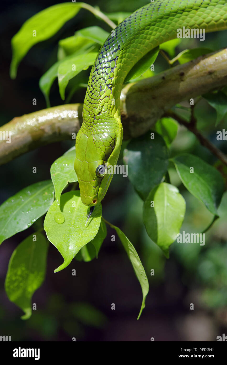 Red tailed green rat snake hi-res stock photography and images - Alamy