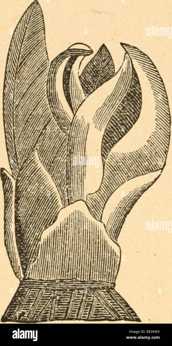 Classify plants hi-res stock photography and images - Alamy